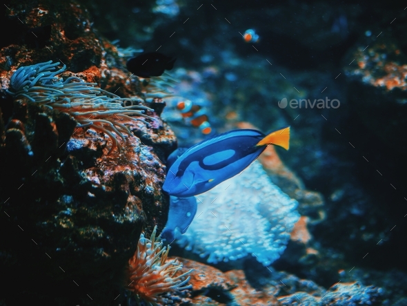 Beautiful blue tropical fish in an aquarium Stock Photo by Kohanova