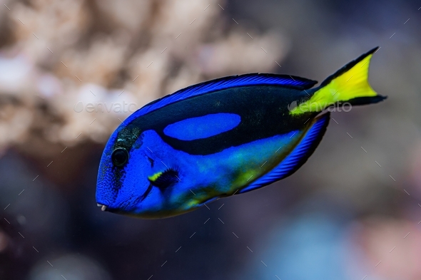 Amazing blue Tang fish or palette surgeonfish swimming underwater on ...