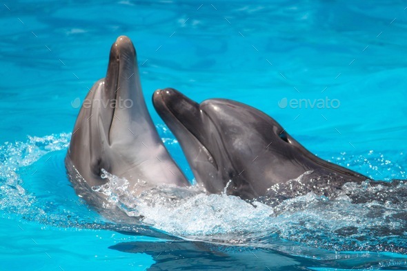 Cute couple of dolphins kissing in pool . Romantic scene, animals in ...