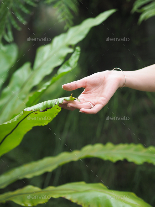 Close-up of graceful woman's hand touching plants in botanical garden ...