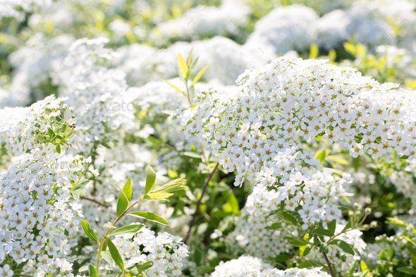 White Japan Spirea, selective focus. Beautiful Spring flowers shrubs ...