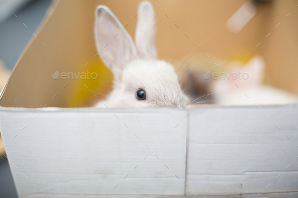 White bunny peeking out of the box. Bunny ears sticking out of the box ...