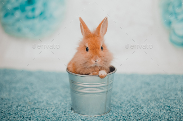 Little ginger rabbit Stock Photo by Chibelek | PhotoDune