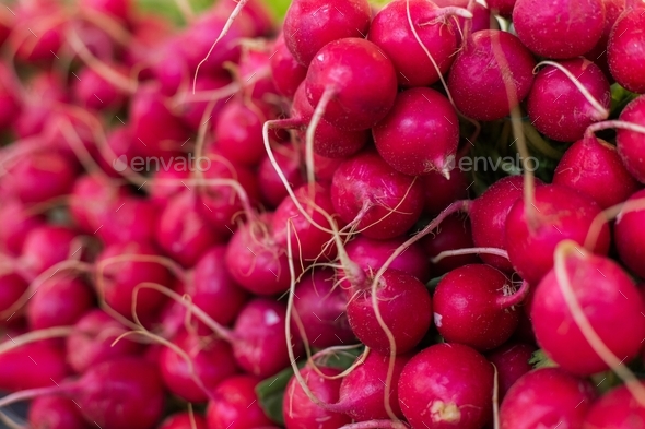Fresh radishes on a market counter. Fresh farmer raddish on the market ...