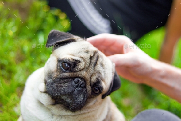 Pug walking green forest. Pug, portrait. Pug dog playing outdoors ...