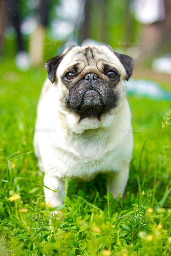 Pug walking green forest. Pug, portrait. Pug dog playing outdoors ...