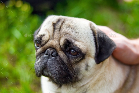 Pug walking green forest. Pug, portrait. Pug dog playing outdoors ...