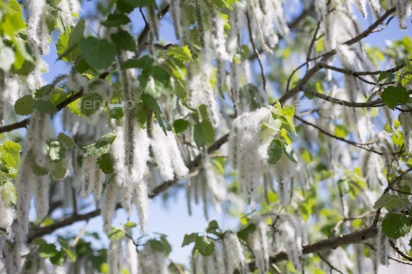 Downy trees such as poplar cause spring allergies. Allergy fluff Stock ...