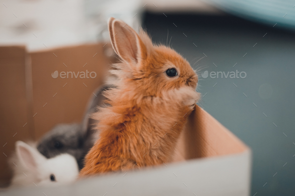 Ginger rabbit, little bunny Stock Photo by Chibelek | PhotoDune
