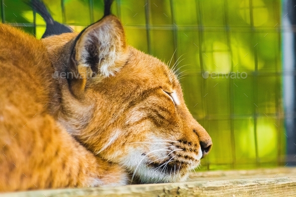 Lynx at the zoo. Lynx face close up Stock Photo by Chibelek | PhotoDune