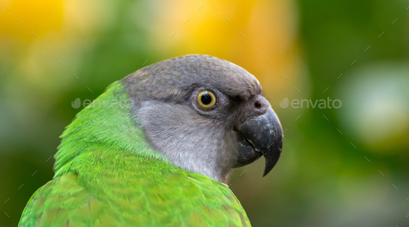 Green parrot looking to the back, nature, background Stock Photo by rohaneh