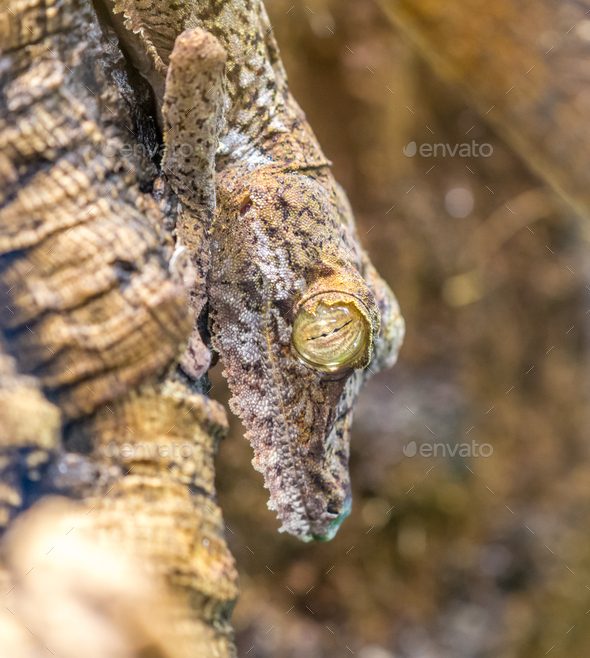 Leaf tailed gecko camouflaged on a tree bark Stock Photo by rohaneh