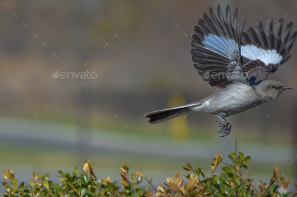 Close up of mockingbird in flight with whites of wings showing Stock ...