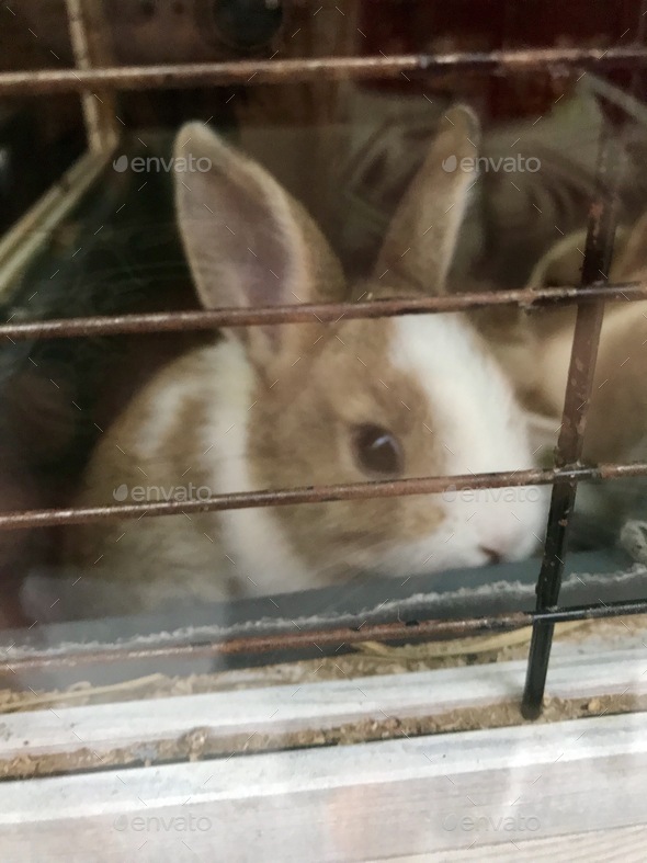 Bunny || Cage || Caged || Rabbit || Baby || Cute || Shop || Animal ...
