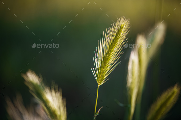 ear in backlight Stock Photo by nastuffa | PhotoDune