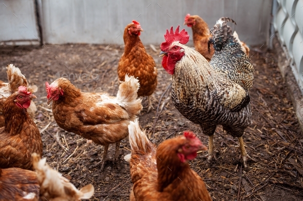 Red chickens on the farm yard lifestyle image. Farming house keeping ...