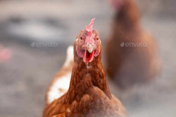 Red chickens on the farm yard lifestyle image. Farming house keeping ...