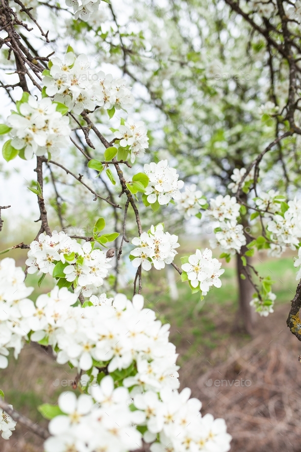 Pear tree blossom. Stock Photo by perminovakseniia | PhotoDune