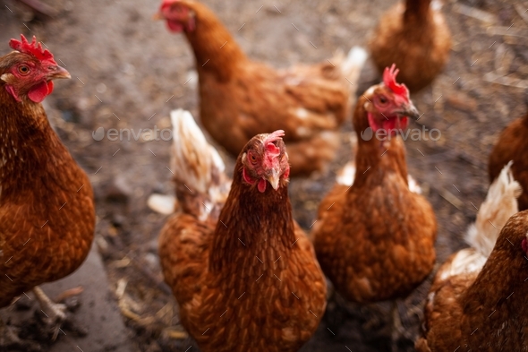 Red chickens on the farm yard lifestyle image. Farming house keeping ...