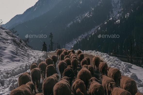 Shepherd carrying sheep to near pahalgam, Kashmir, India Stock Photo by ...