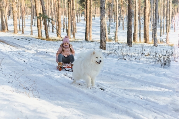 White Samoyed Dog pulling sled with happy child Stock Photo by InnaVlasova