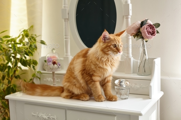 Maine Coon cat lies on a white boudoir makeup table Stock Photo by ...