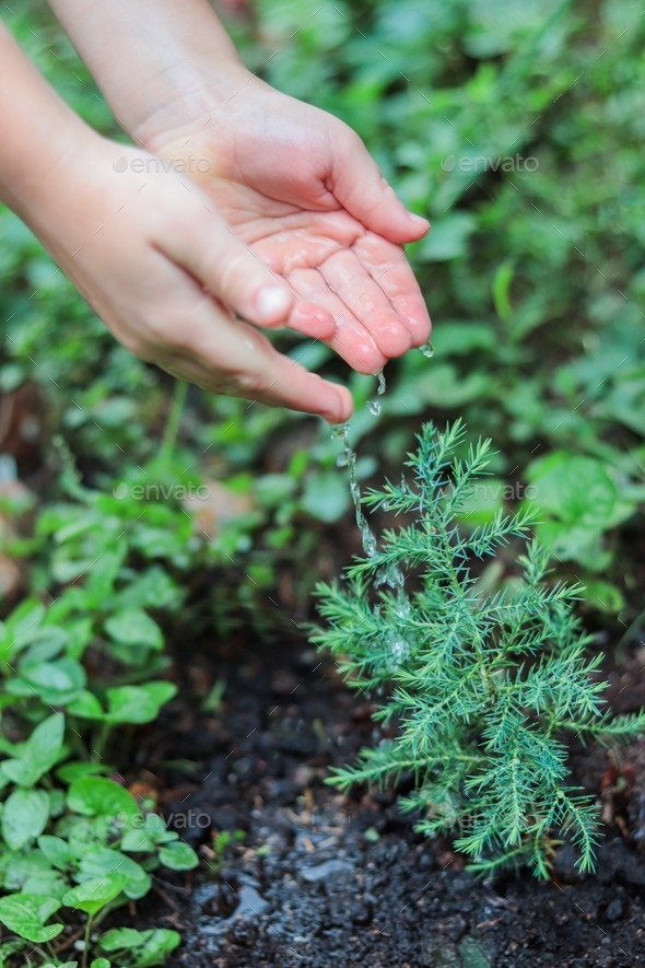 Human hands water a small green sprout of a fir tree, take care of ...