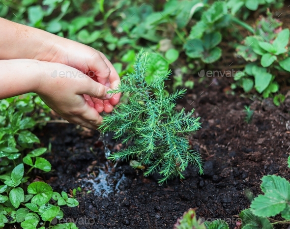 Human hands water a small green sprout of a fir tree, take care of ...
