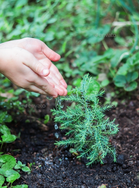 Human hands water a small green sprout of a fir tree, take care of ...