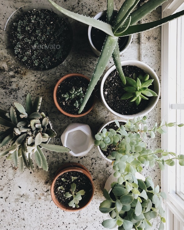 Potted Succulents on a counter next to a window Stock Photo by debbalba