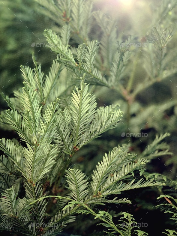Pine tree texture background Stock Photo by debbalba | PhotoDune