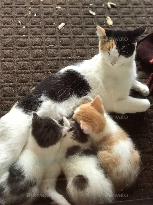 Mama Calico cat nursing her three little furry kittens on a brown ...