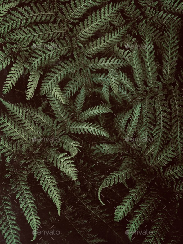 Moody Ferns Texture Background Wallpaper Stock Photo by debbalba ...