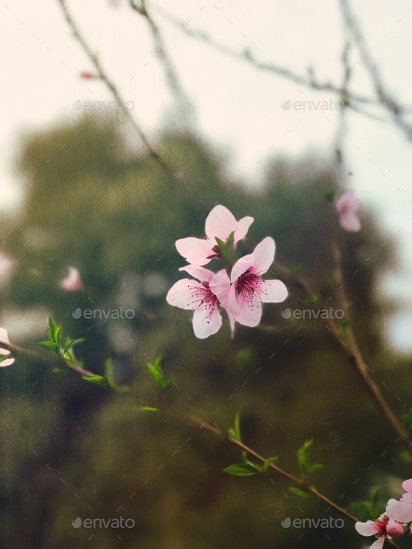 Pink spring flowers bursting out and reaching up to the sky Stock Photo ...
