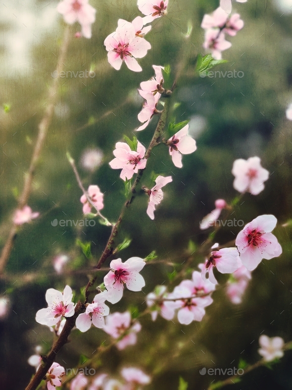 Pink spring flowers bursting out and reaching up to the sky Stock Photo ...