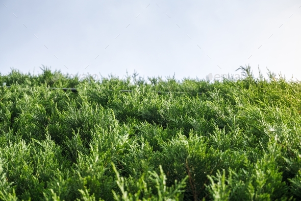 Hedge Chamaecyparis lawsoniana Ellwoodii Stock Photo by LittleIvan