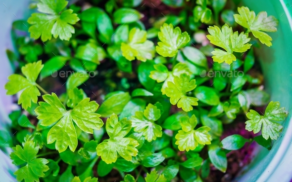Parsley microgreens , indoor microgreen cultivation grow in cups Stock ...