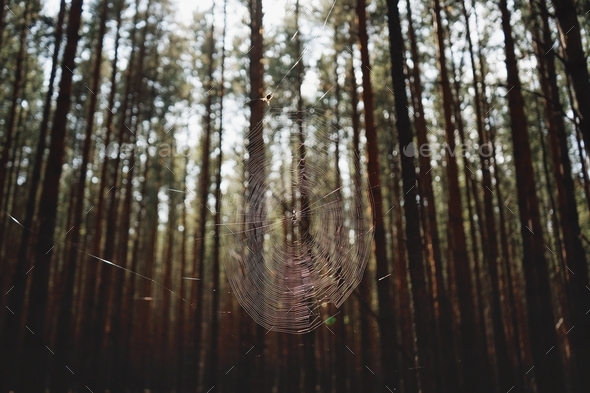cobweb in the forest against the background of pine trees Stock Photo ...