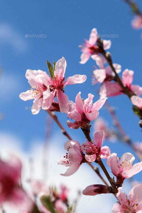 A blooming peach tree against a blue sky background, natural background ...