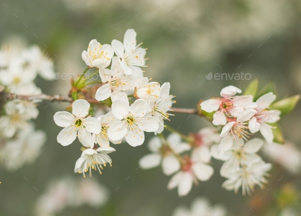 Blooming tree with beautiful white fragrant smelling flowers in spring ...