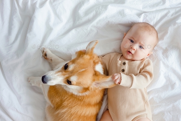 Cute grumpy baby holding dog’s muzzle. Corgi pembroke and infant laying ...