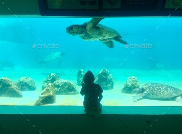 Child watching sea turtles at sea turtle exhibit in aquarium Stock ...