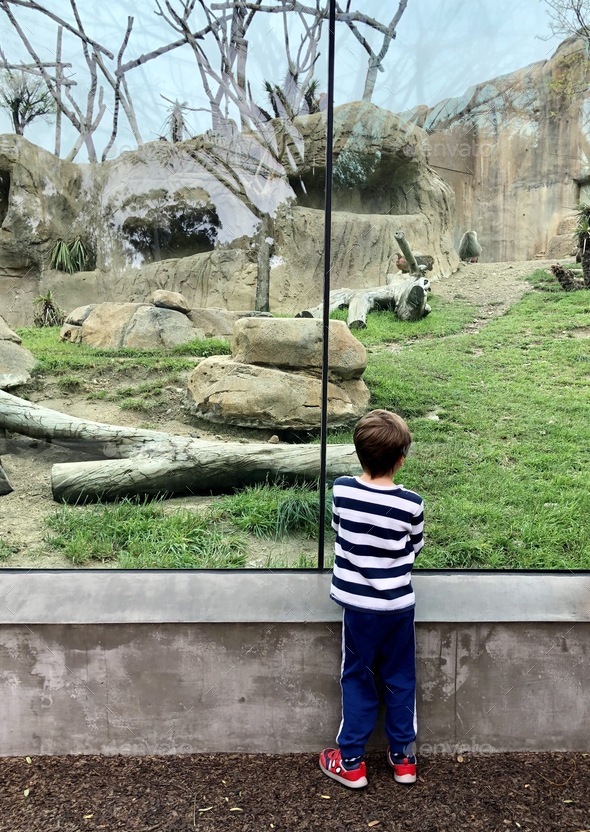 Boy looking through window at animals in the zoo Stock Photo by reinasmyth