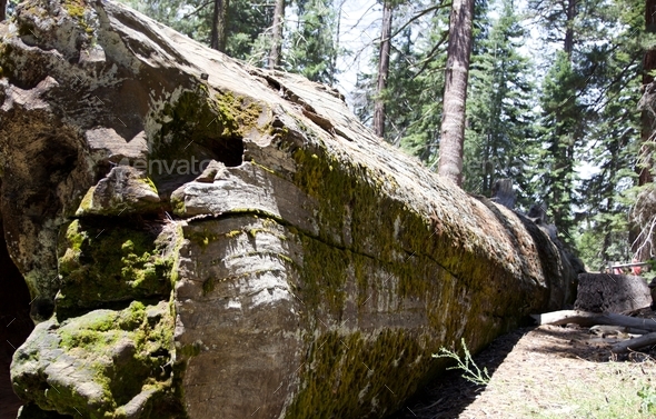 Fallen giant sequoia trees in forest Stock Photo by reinasmyth | PhotoDune