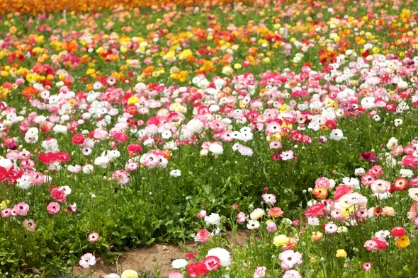 Multi colored ranunculus flower field Stock Photo by reinasmyth | PhotoDune