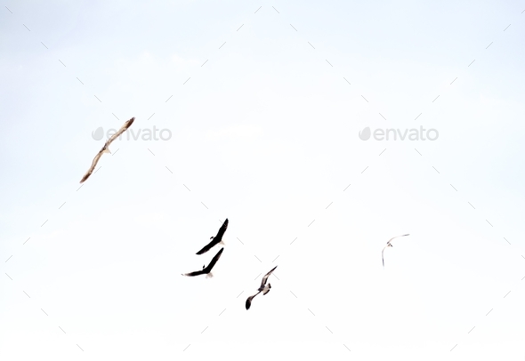 Bright background of birds fighting over fish in air Stock Photo by ...