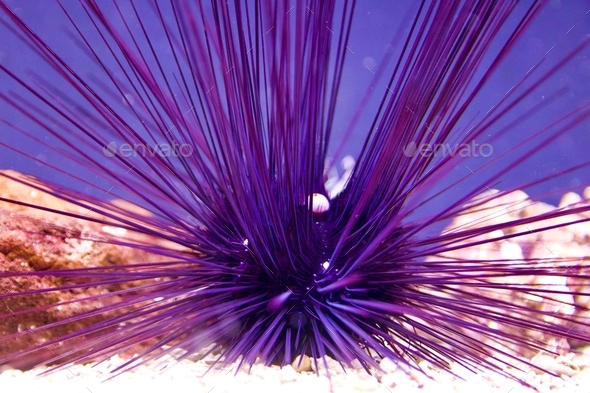 Spiky sea urchin Stock Photo by reinasmyth | PhotoDune