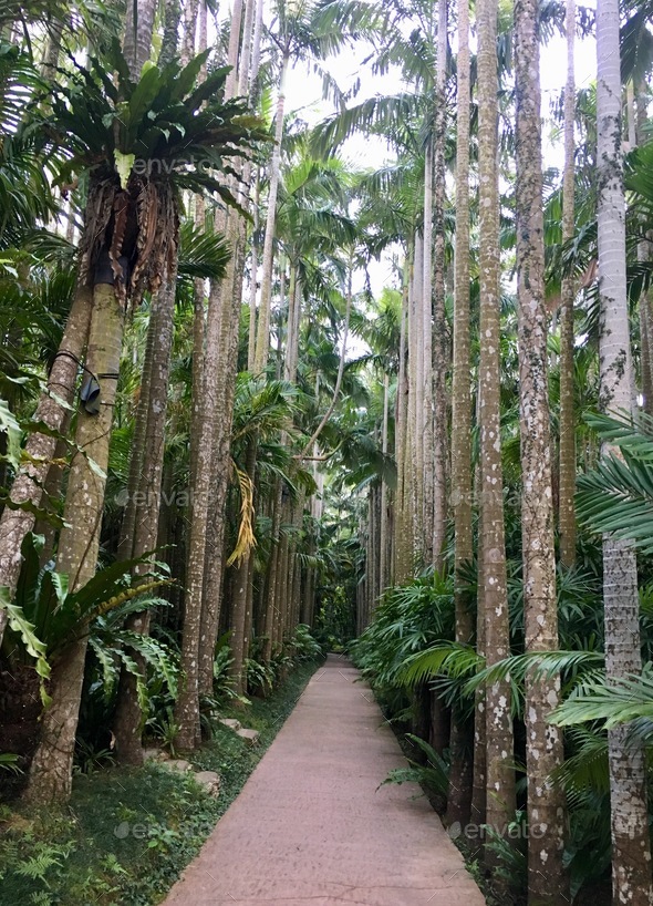 Lovers lane of Alexandra palm trees in southeast botanical gardens in ...