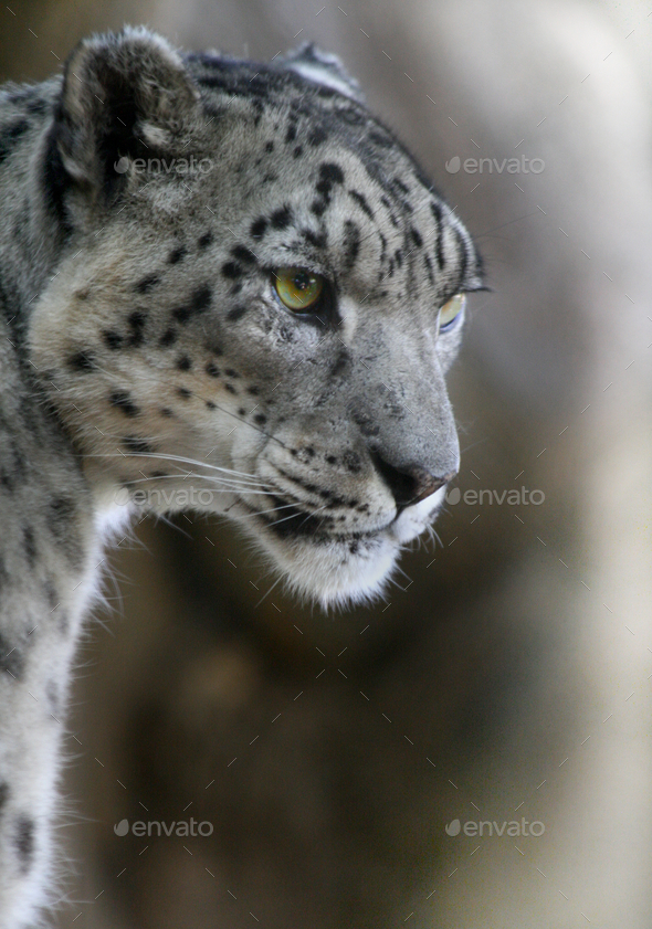 A white snow leopard looking as sophisticated and dashing as he shows ...
