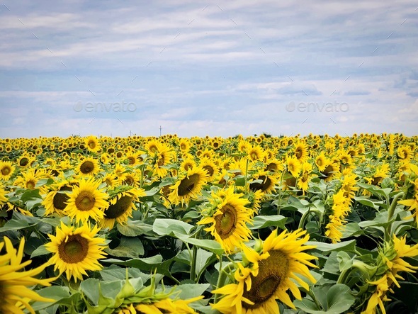 Field of sunflowers on a day with dark storm clouds on the sky Stock ...